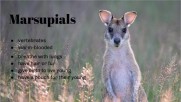 Simple Colorful Education Animal | Free Google Slide Theme