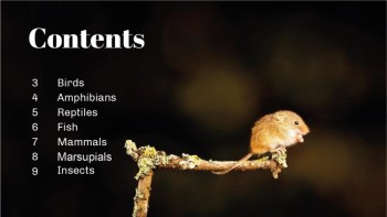 Simple Colorful Education Animal | Free Google Slide Theme