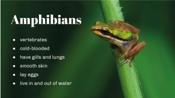 Free Animal Google Slides Themes and Templates | Loveslides.com