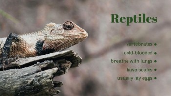 Free Animal Google Slides Themes and Templates | Loveslides.com