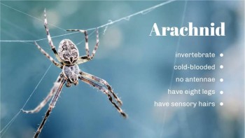 Free Animal Google Slides Themes and Templates | Loveslides.com