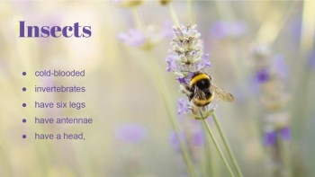 Simple Colorful Education Animal | Free Google Slide Theme